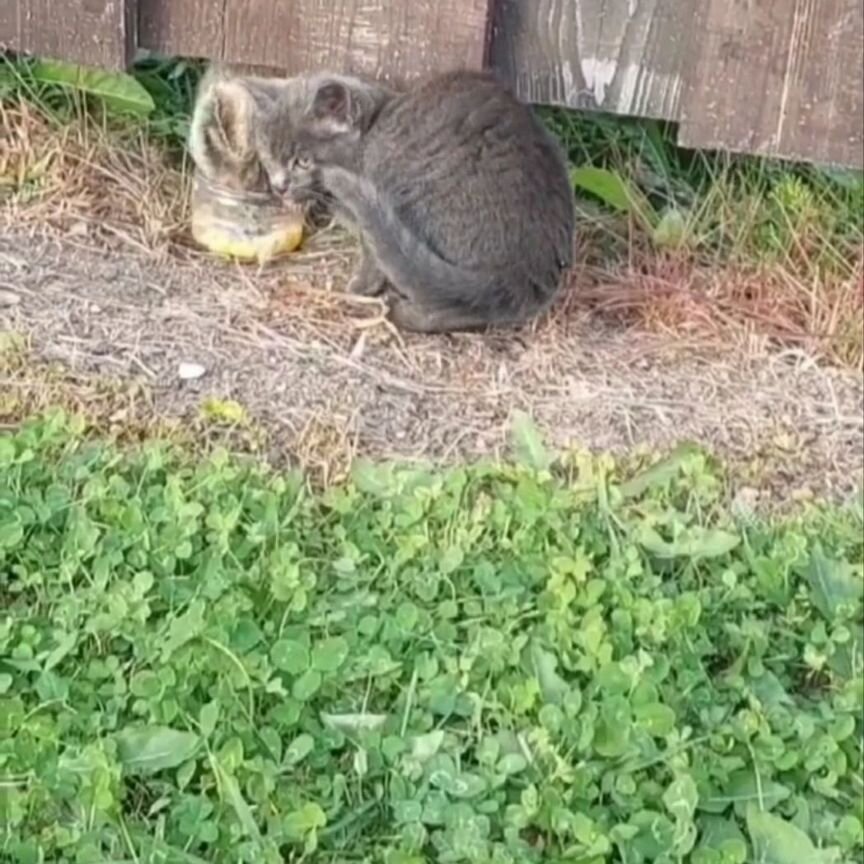 Смесь мышеловки с британцем