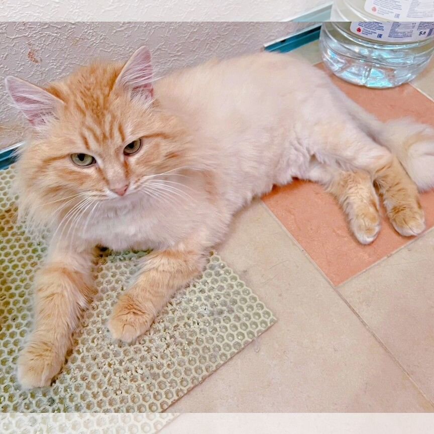 Златик ищет семью