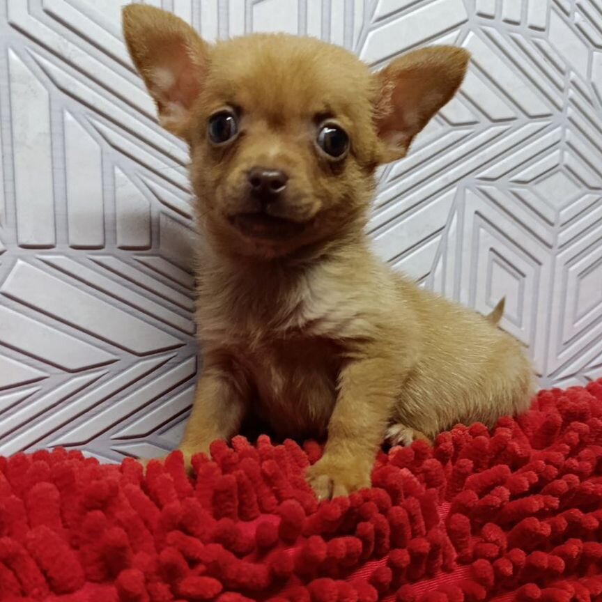 Чихуахуа, щенок