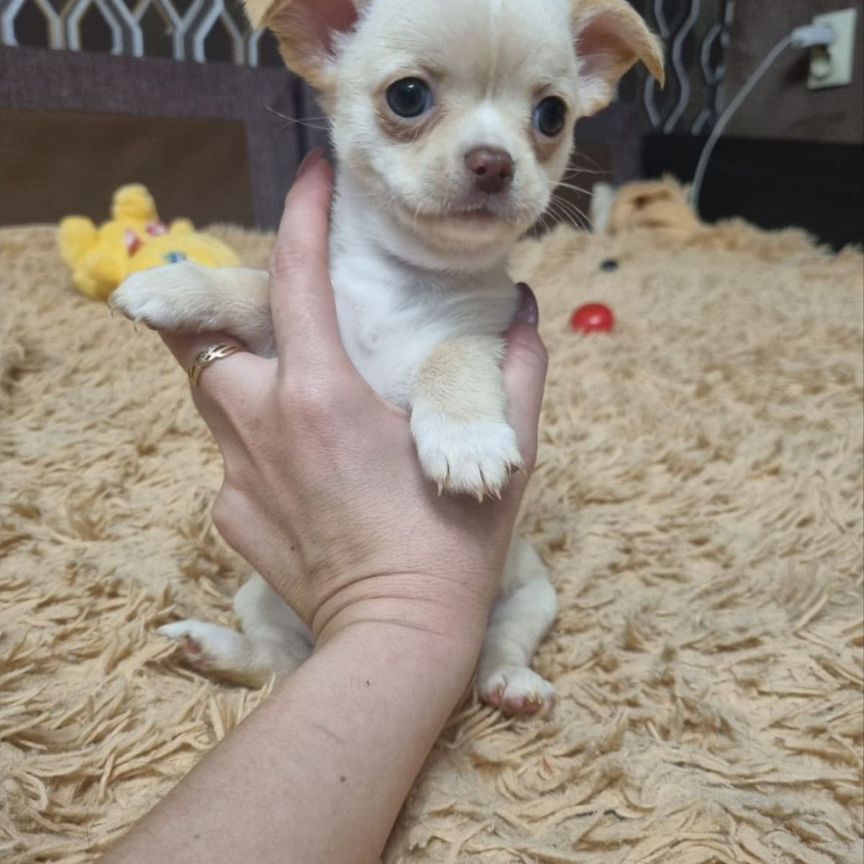 Щенки чихуахуа