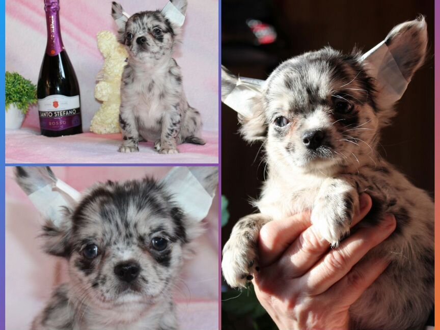 Красотка Зефирка