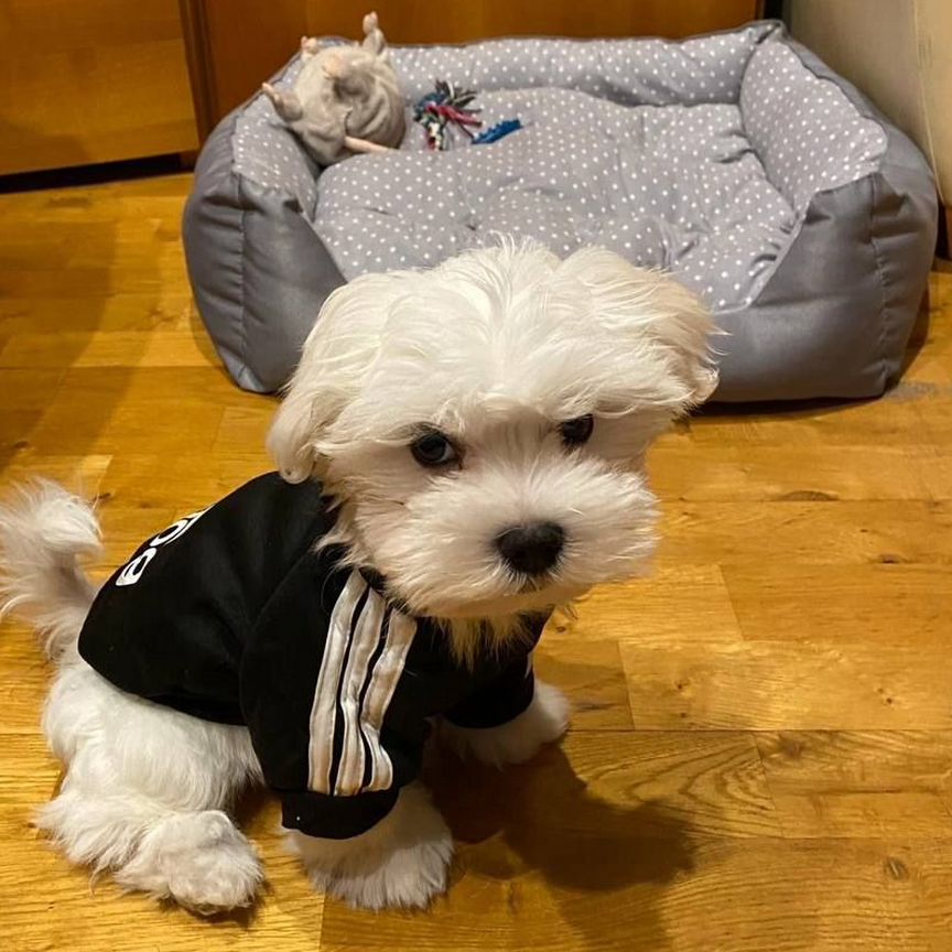 Мальтезе мальчик