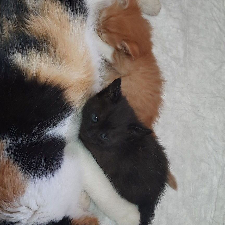 Котята в добрые руки