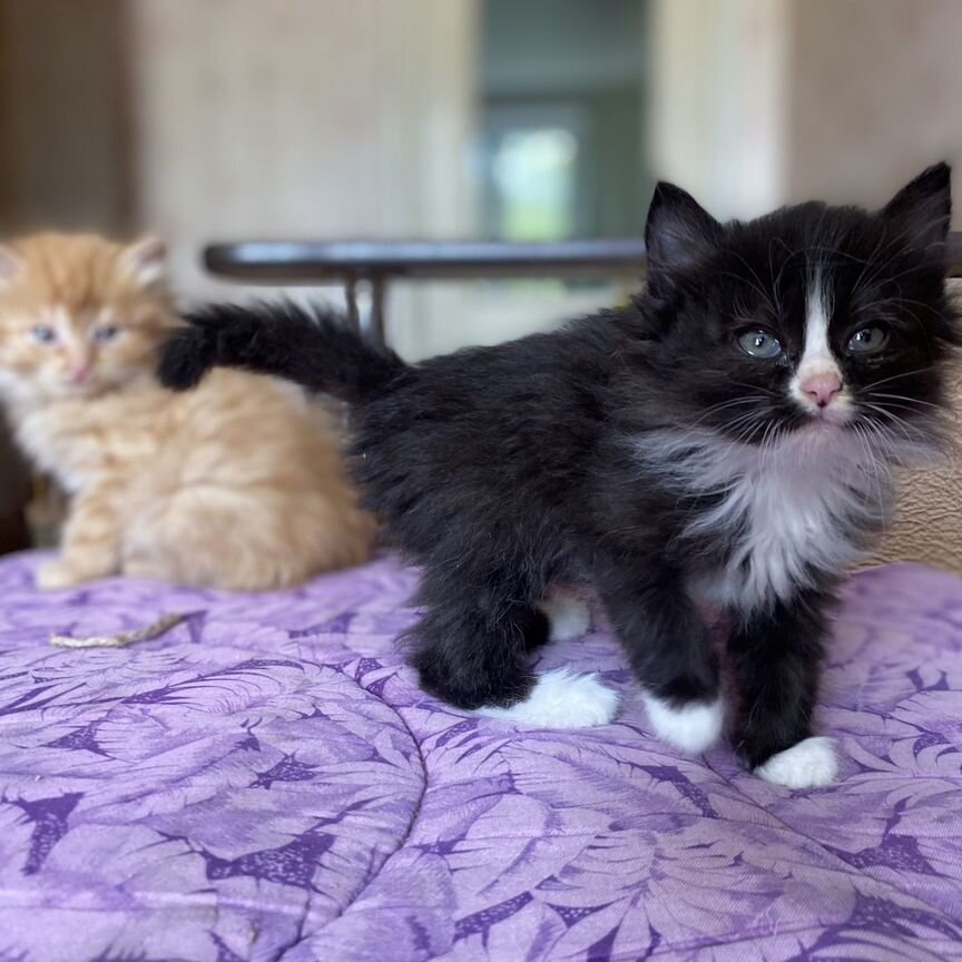 Отдам котят в добрые руки