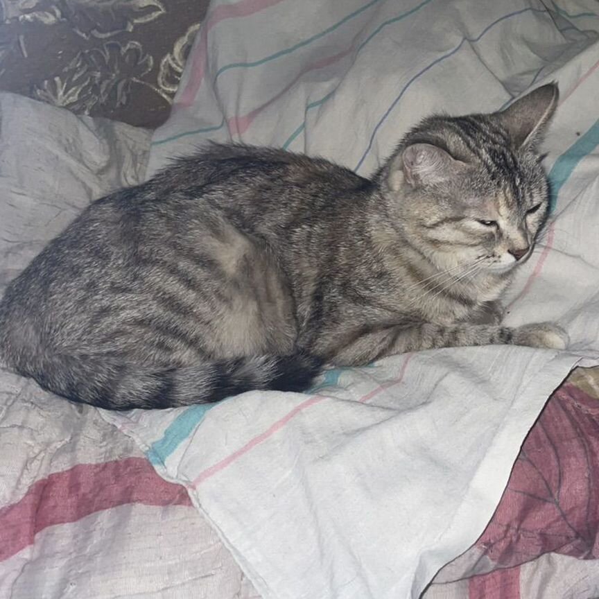 Взрослая кошка в добрые руки