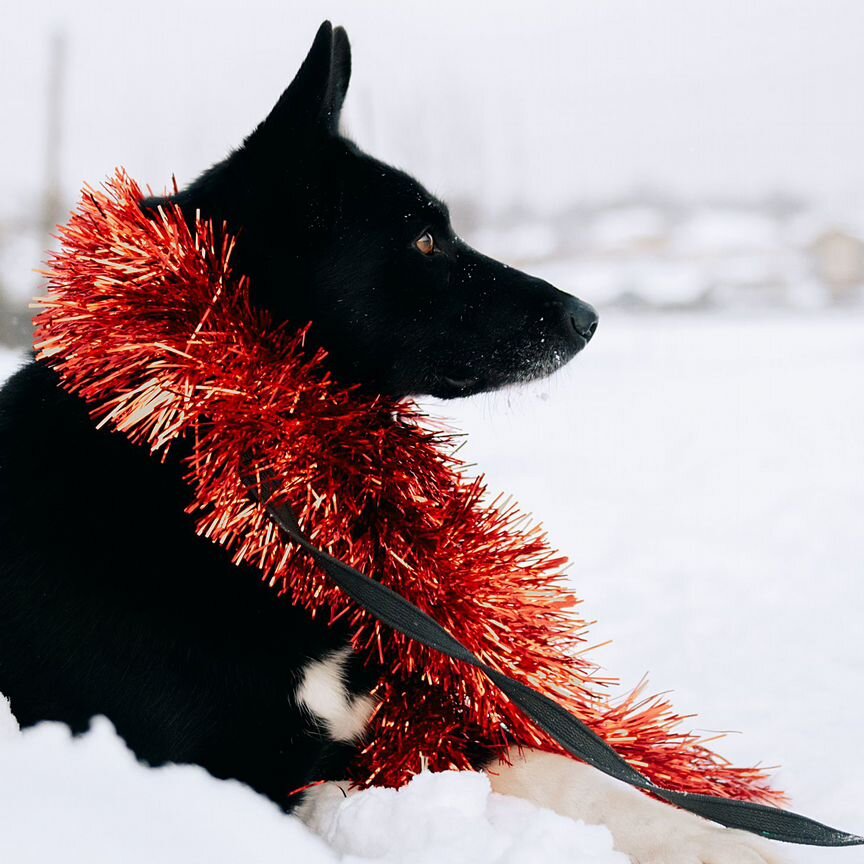 Собака Сева ищет семью