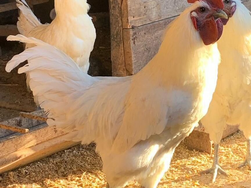 Молодые петухи Лакендази и Ухейилюй