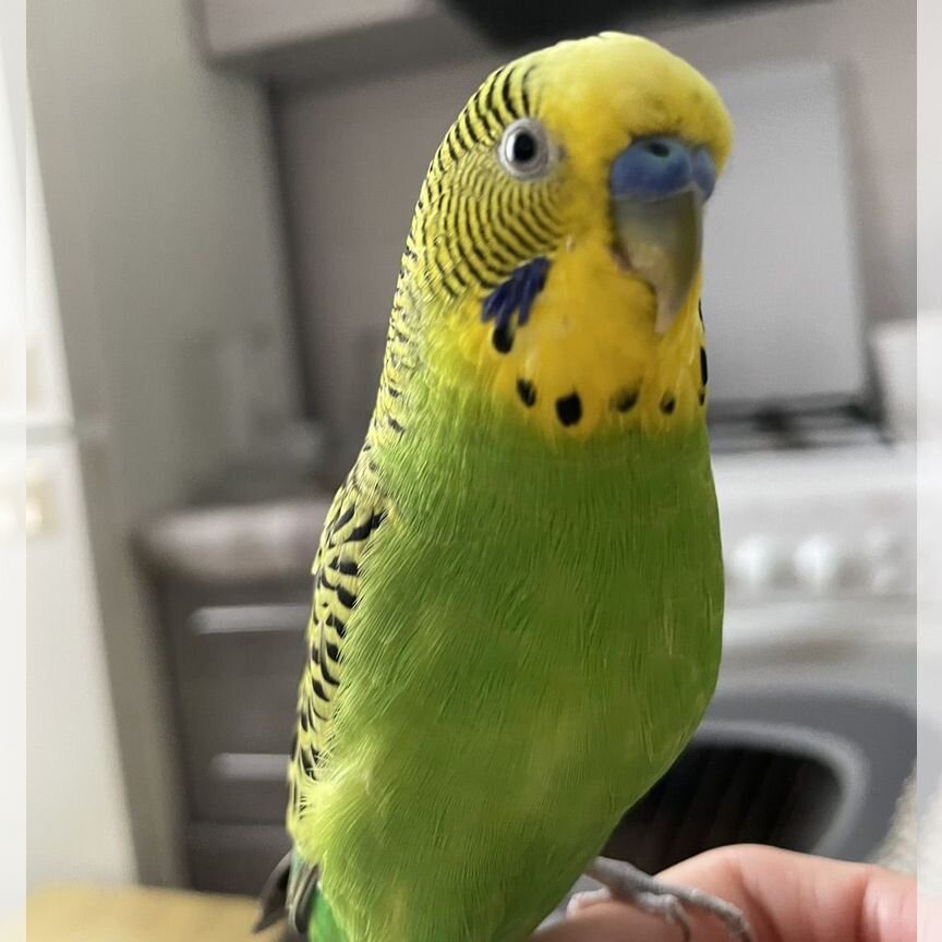 Волнистый попугай