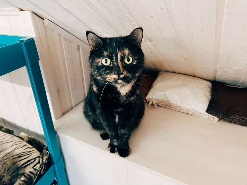 Британка в дар