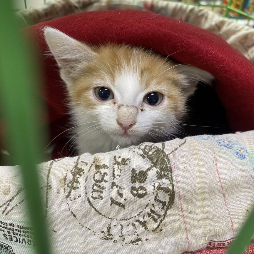 Котёнок в добрые руки