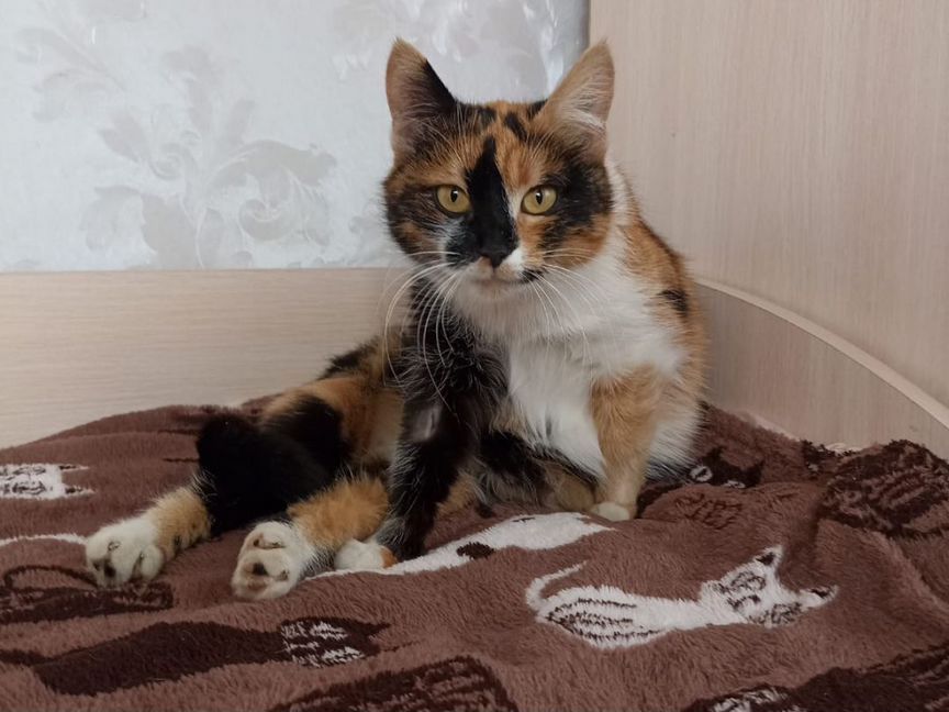 Кошечка стерилизована 8 месяцев ласковая