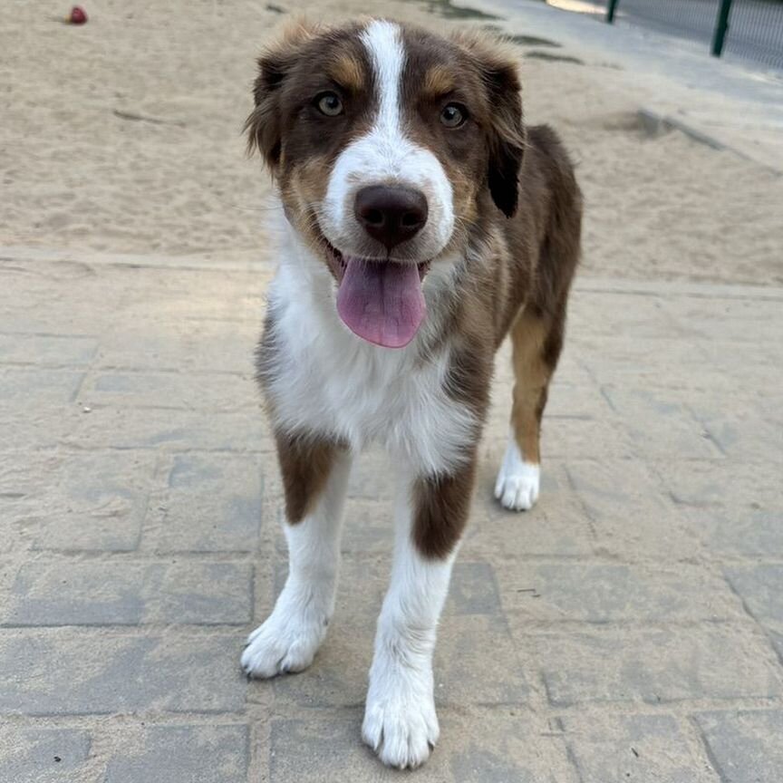 Миниатюрная американская овчарка