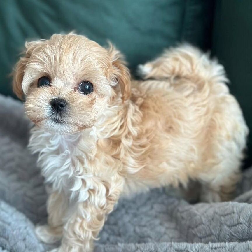 Мальтипу, щенок