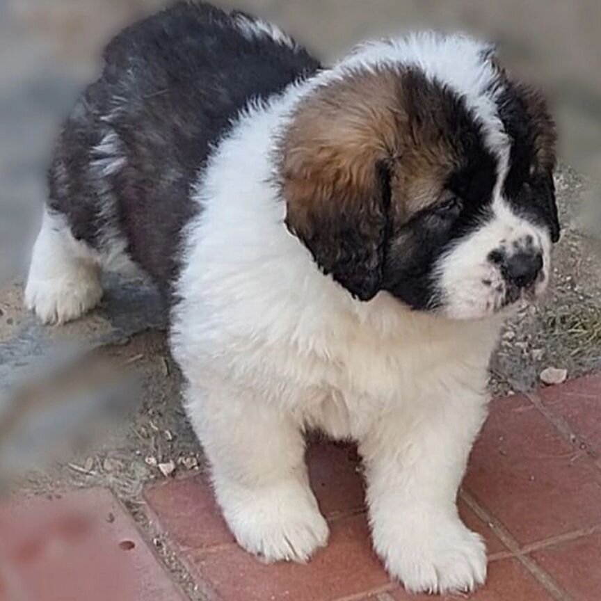 Московская сторожевая щенки