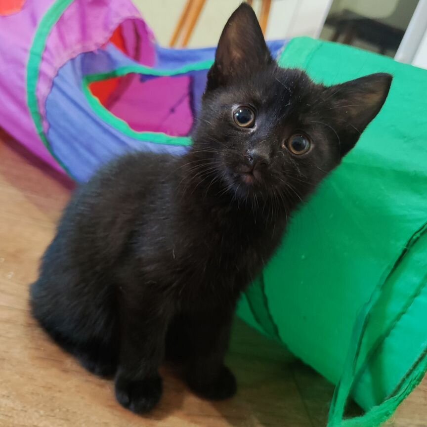 Котёнок в добрые руки