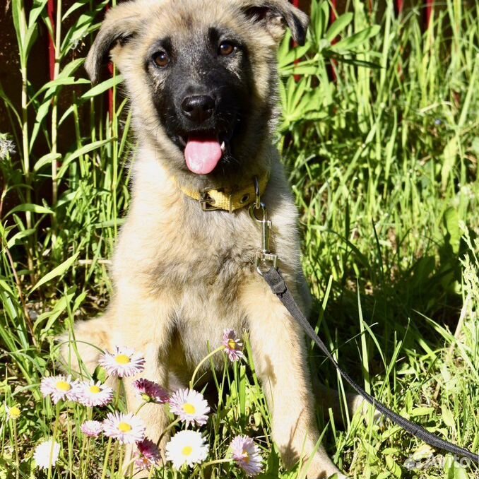 Щенок девочка Сима 3,5 мес