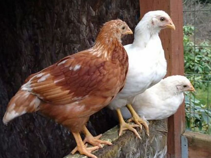 Продаются подрощенные петушки 4 мес