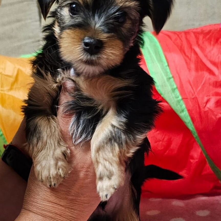 Йоркширский терьер щенки