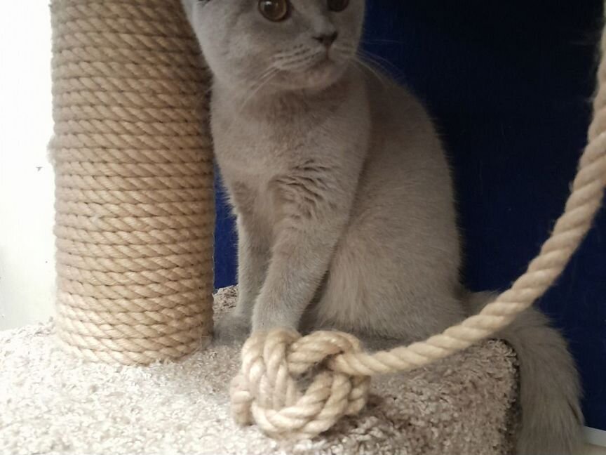 Молодая кошечка