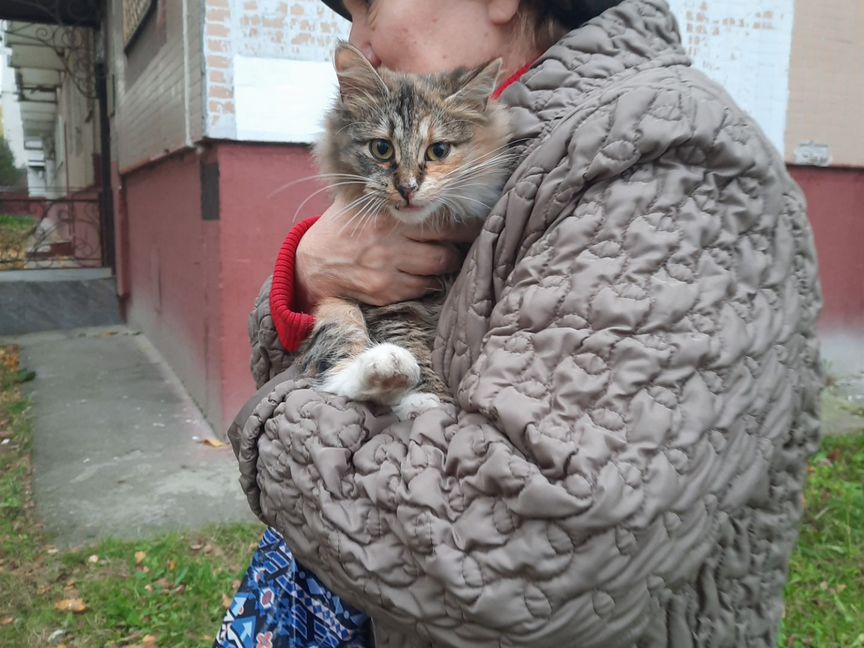 Замерзают котята
