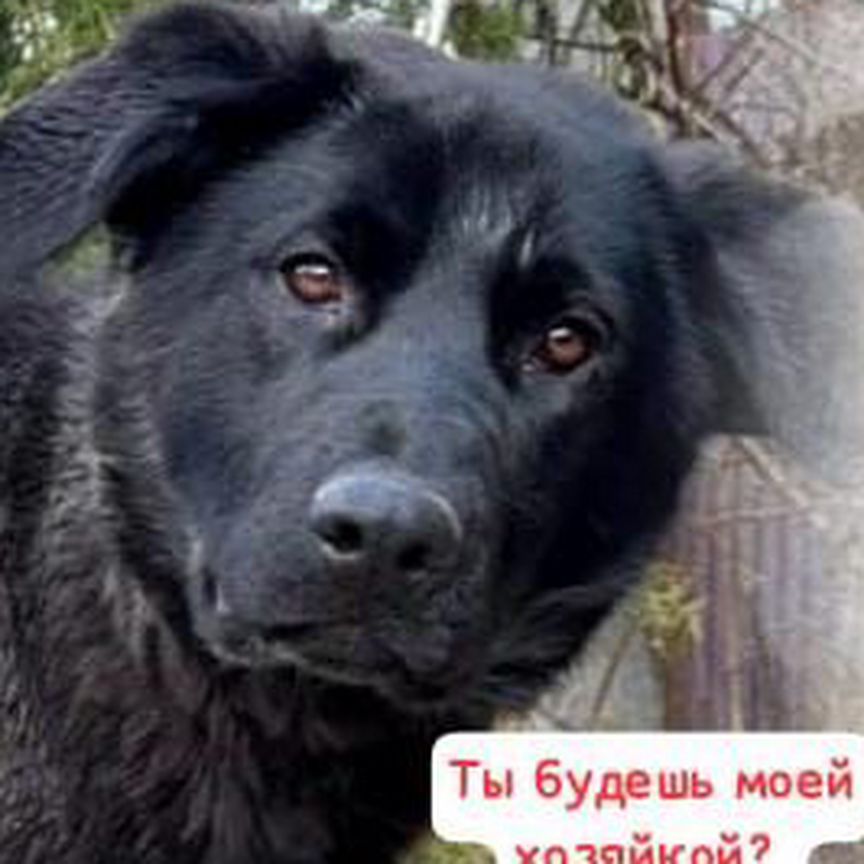 Собака в добрые руки мальчик
