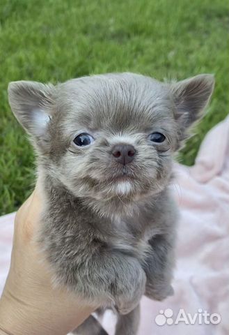 Лиловые Гномики