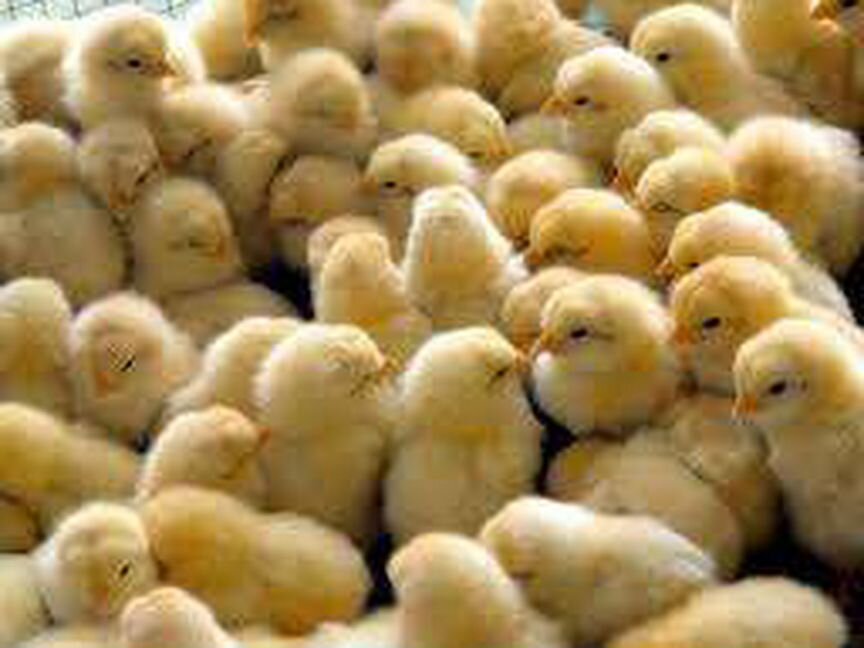 Цыплята на корм