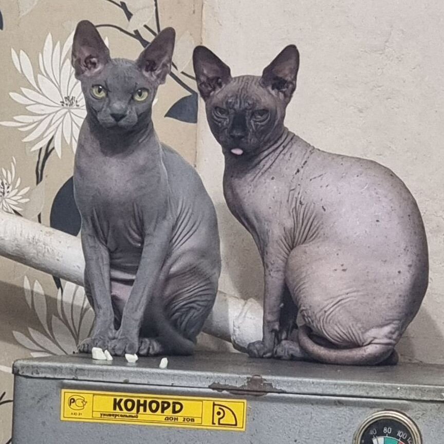 Канадский сфинкс котёнок