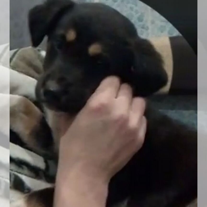 Щенок в добрые руки