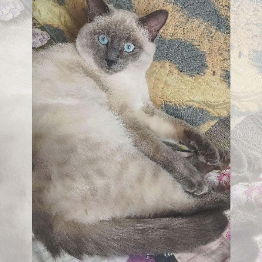 Котик мегаласковый и игручий