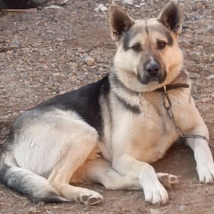 Немецкая овчарка, взрослый пёс