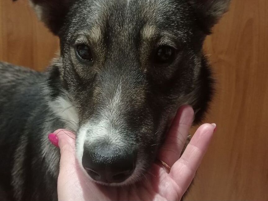 Собака-бабака,8 мес