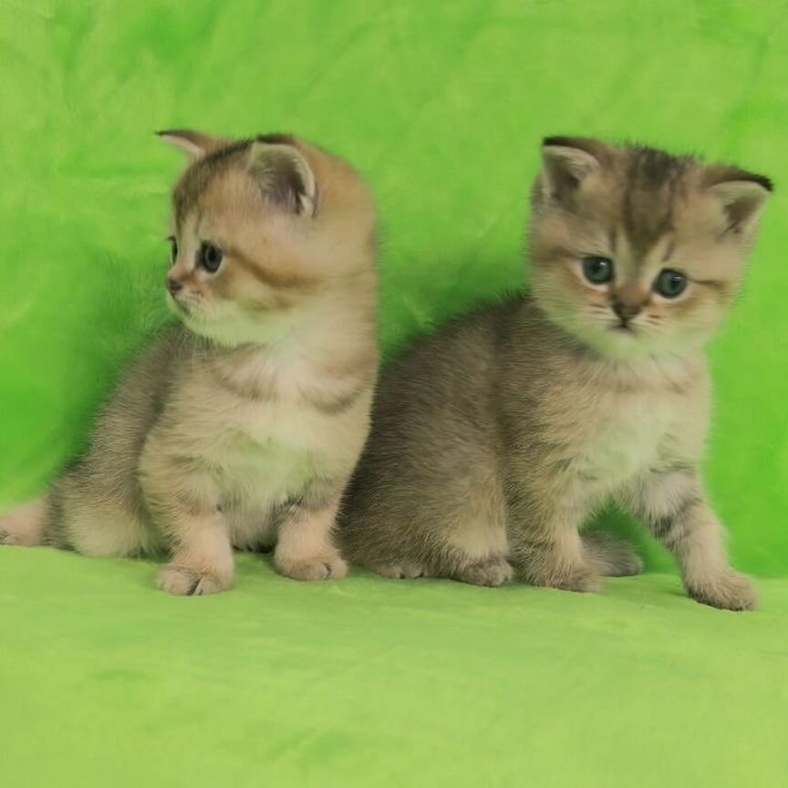 Шотландский прямоухий короткошёрстный котёнок