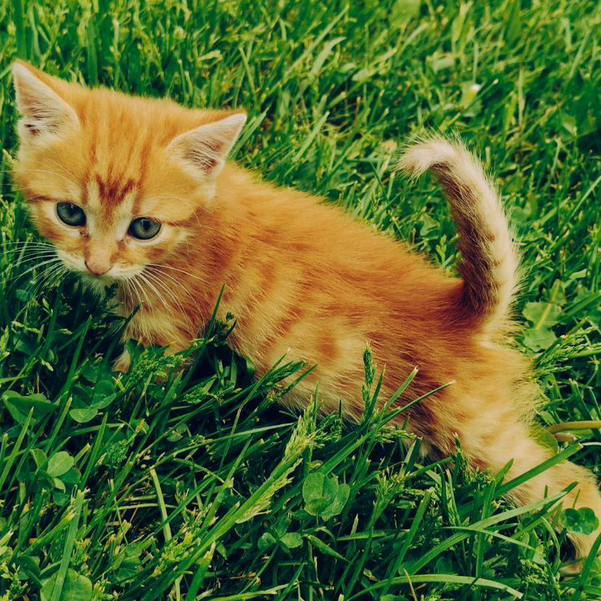Котёнок в добрые руки