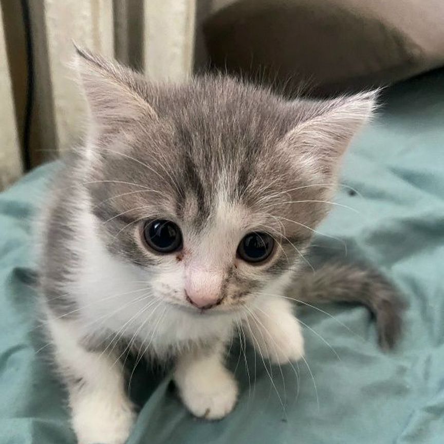 Котёнок в добрые руки