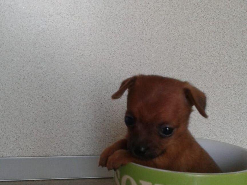 Той-терьер девочка