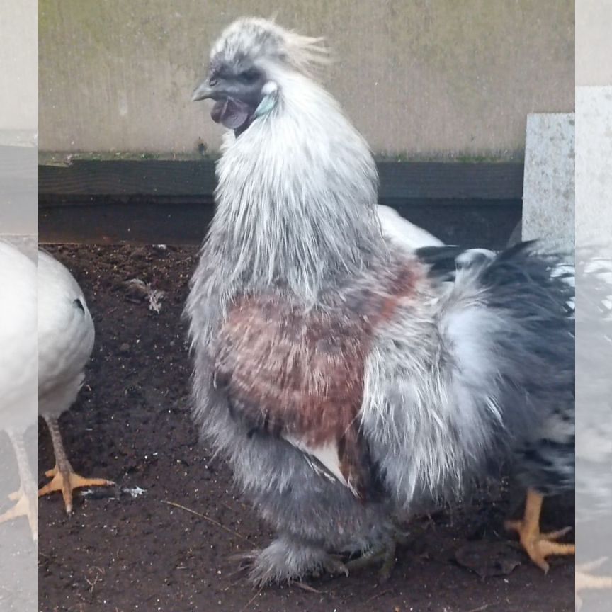 Продам петушков