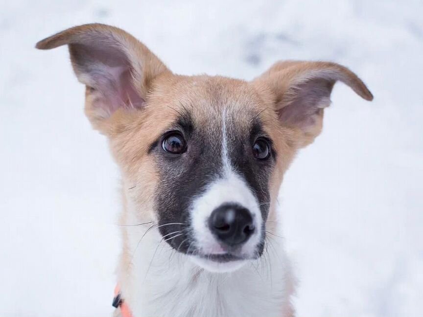 Щенок ищет любящую семью Готова расти с вами