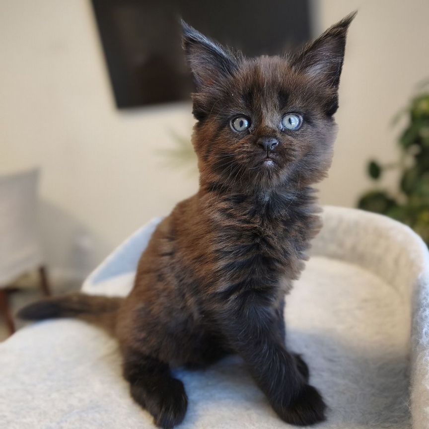 Мейн-кун котёнок