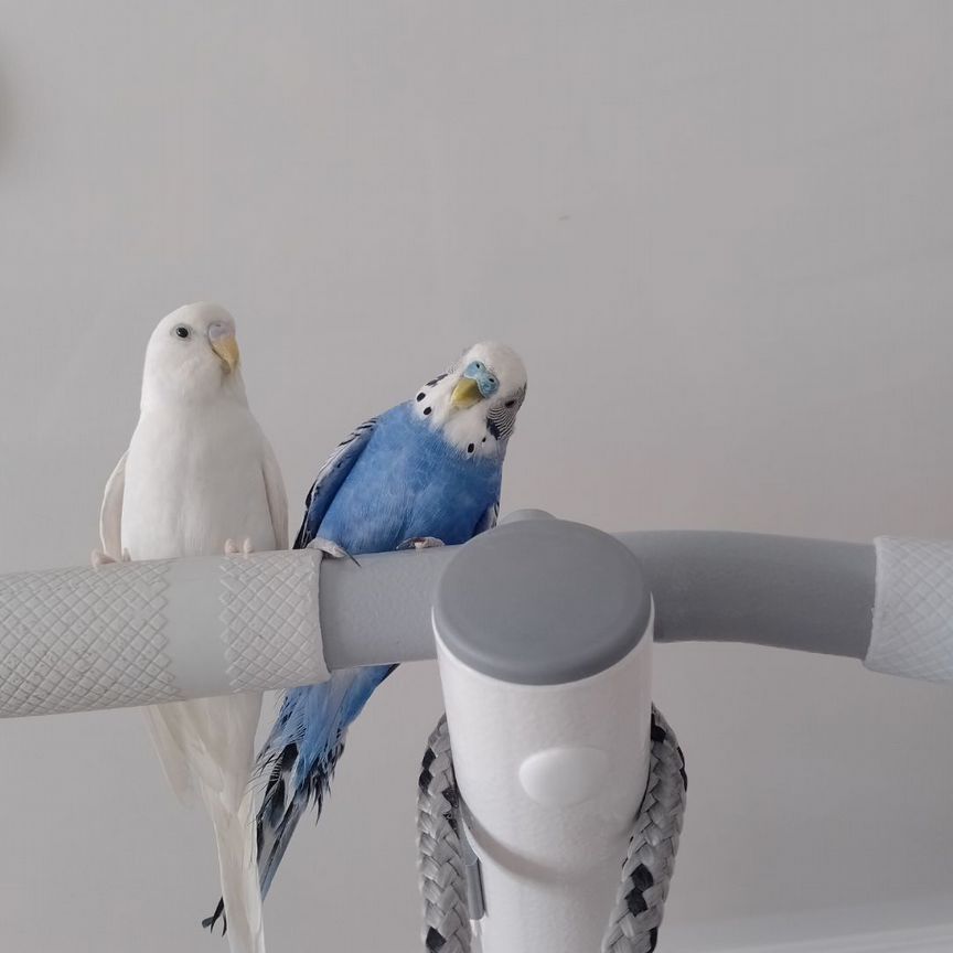 Продаю два волнистых попугаев с клеткой