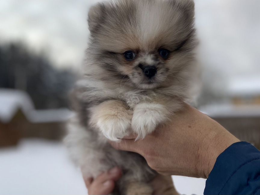 Померанский шпиц Мраморный Мишка