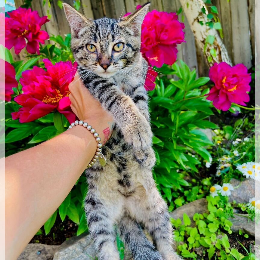 Шотландский вислоухий длинношёрстный котёнок