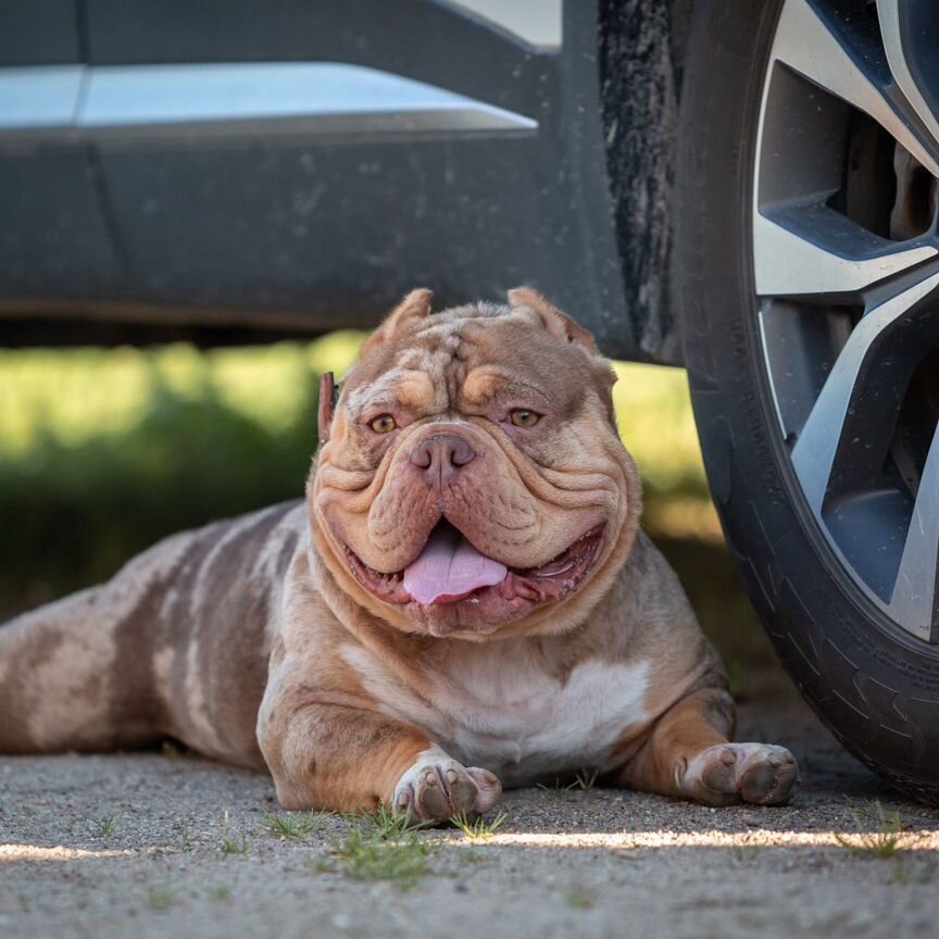 Вязка кобель