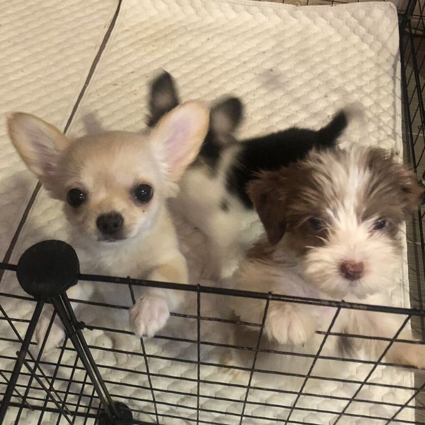 Щенок от заводчика