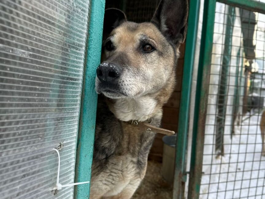 Собака в добрые руки