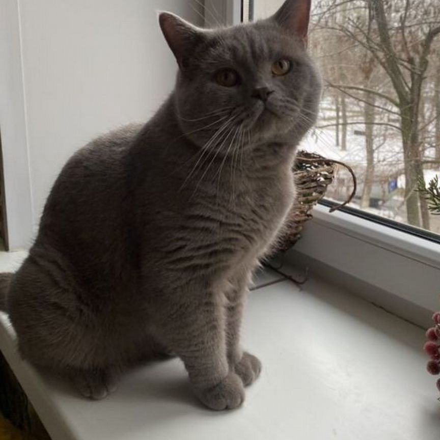 Свидание с котом, кот на вязку шотландец