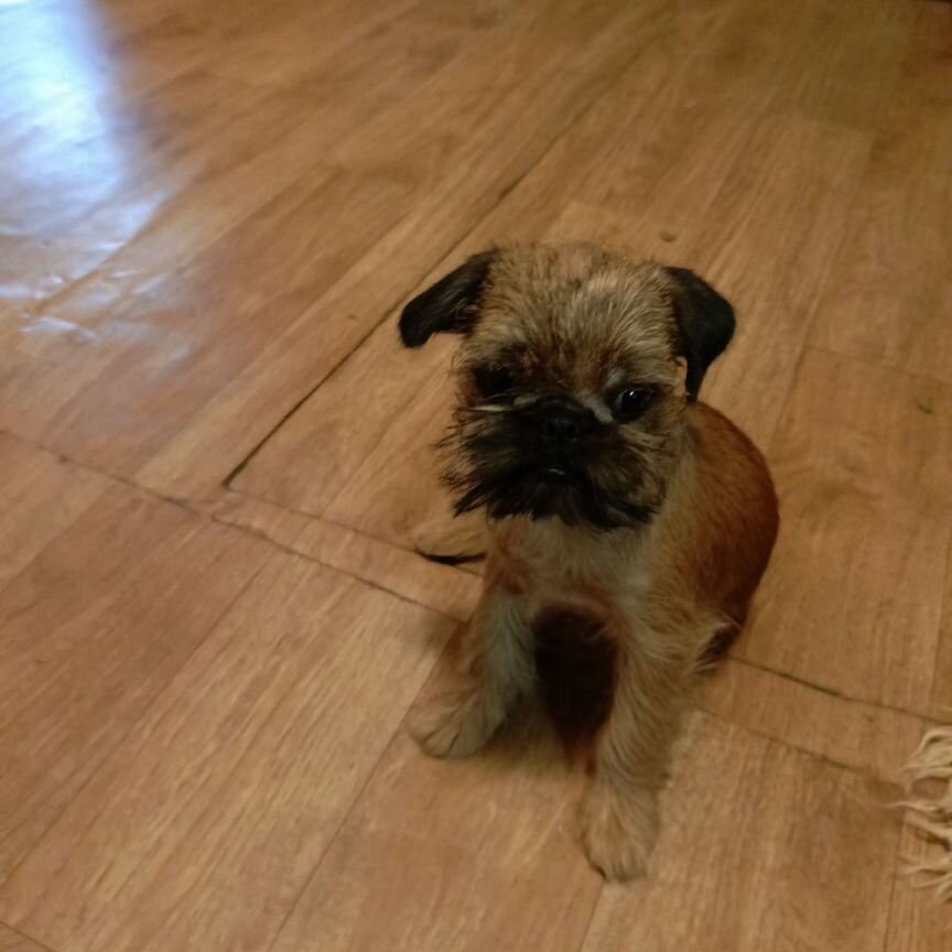 Брюссельский гриффон