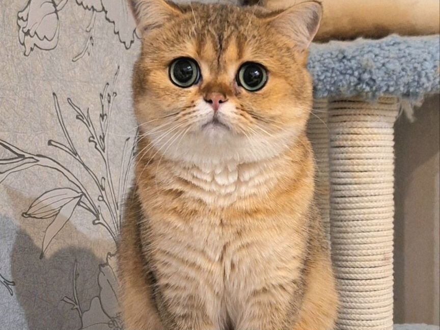 Британская золотая шиншилла