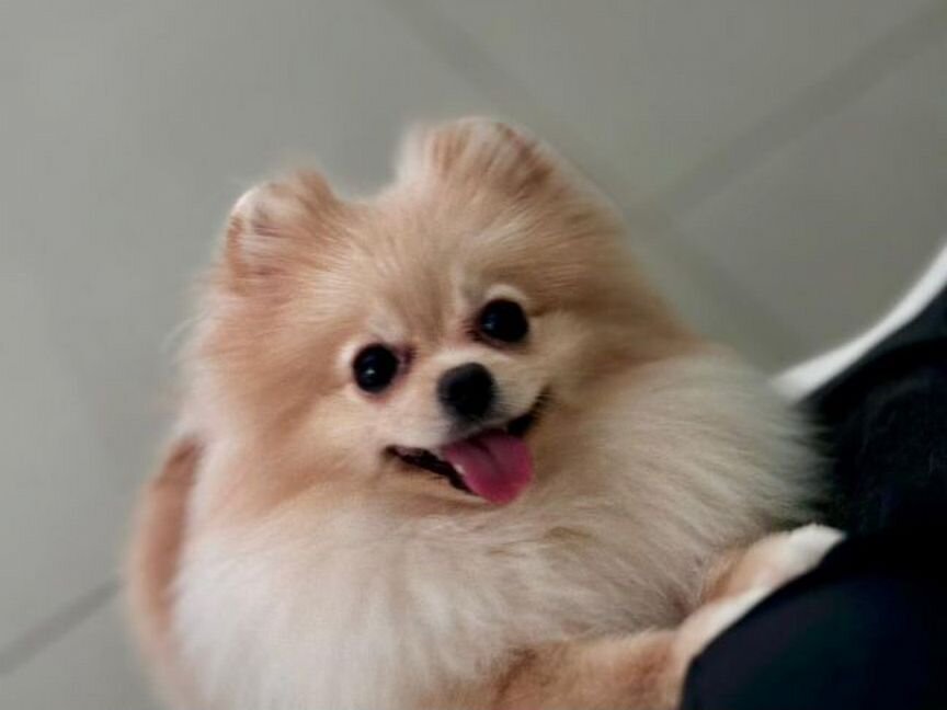 Померанский шпиц