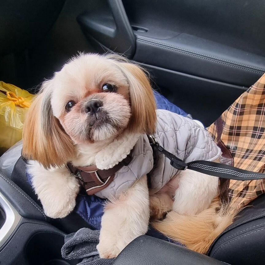 Ши-тцу, взрослый пёс